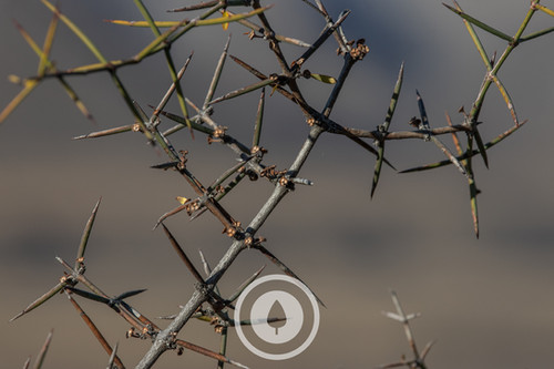 Matagouri Structures | Sentient Imagery