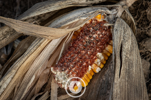 All Texture + Teeth | Sentient Imagery