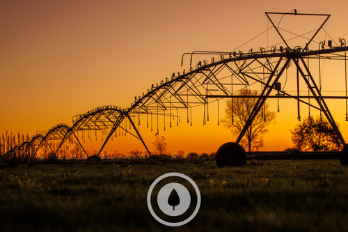 Golden Irrigation | Sentient Imagery