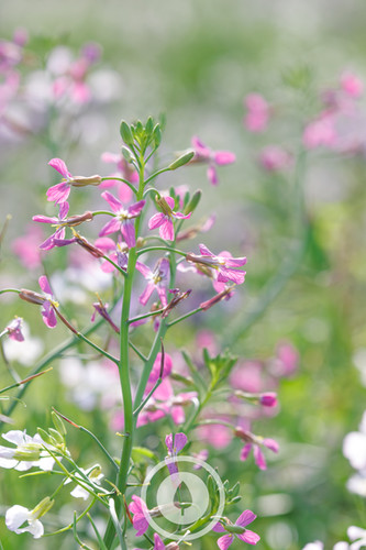 Delicate Pink Daikon Flowers | Sentient Imagery