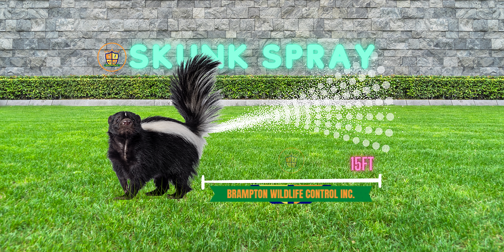 From Odour to Freshness: Secrets of Skunk Spray Removal in Brampton