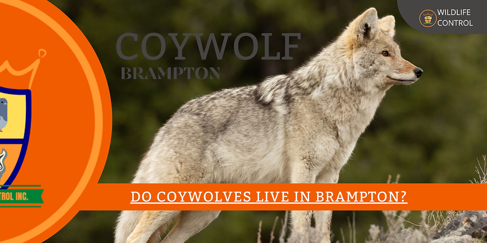 What is a Coywolf and Do They Live In Brampton?