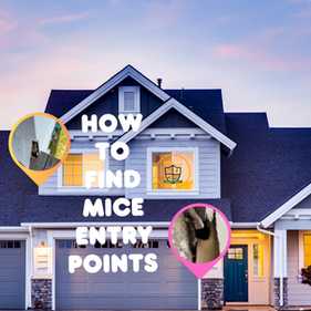 Brampton Wildlife Control Services | Animal Removal & Repair