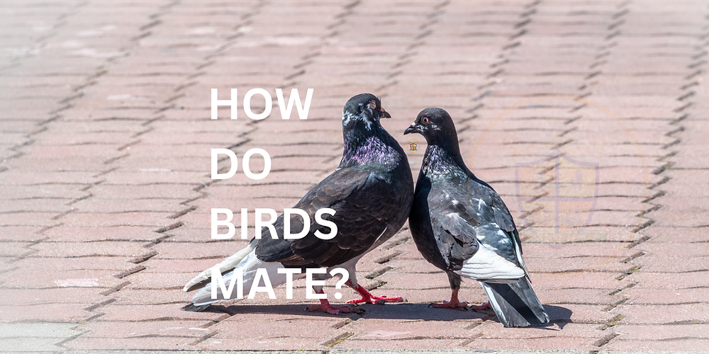 How Do Birds Mate?