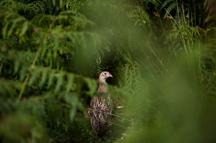 The World-Renowned Pheasant & Partridge Shooting and Game Farm