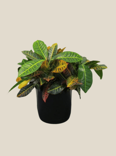 Croton | Tlcconventionplants