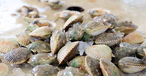 Guided Scalloping | Nature Adventure Center