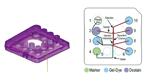 LabChip |Protein Assay Portfolio PerkinElmer, 54% OFF