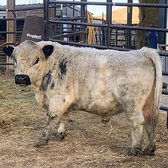 Miniature Cattle | Evans’ Acres Mini Farm, LLC 13485 North 10000 West ...