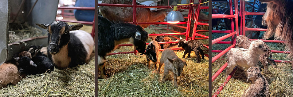 Mini Silky Fainting Goats | Evans’ Acres Mini Farm, LLC 13485 North ...