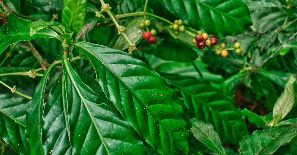 Cultivo de Psychotria viridis e a sustentabilidade da ayahuasca