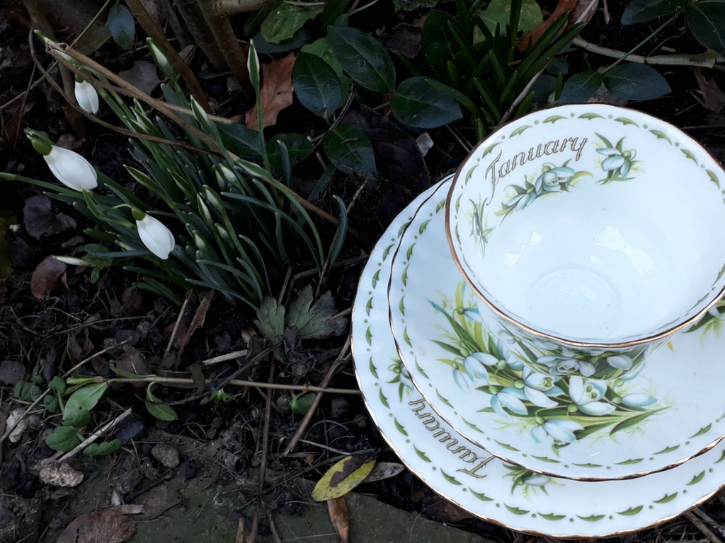 Lincoln Florists Planning and Tips for Sowing Seeds