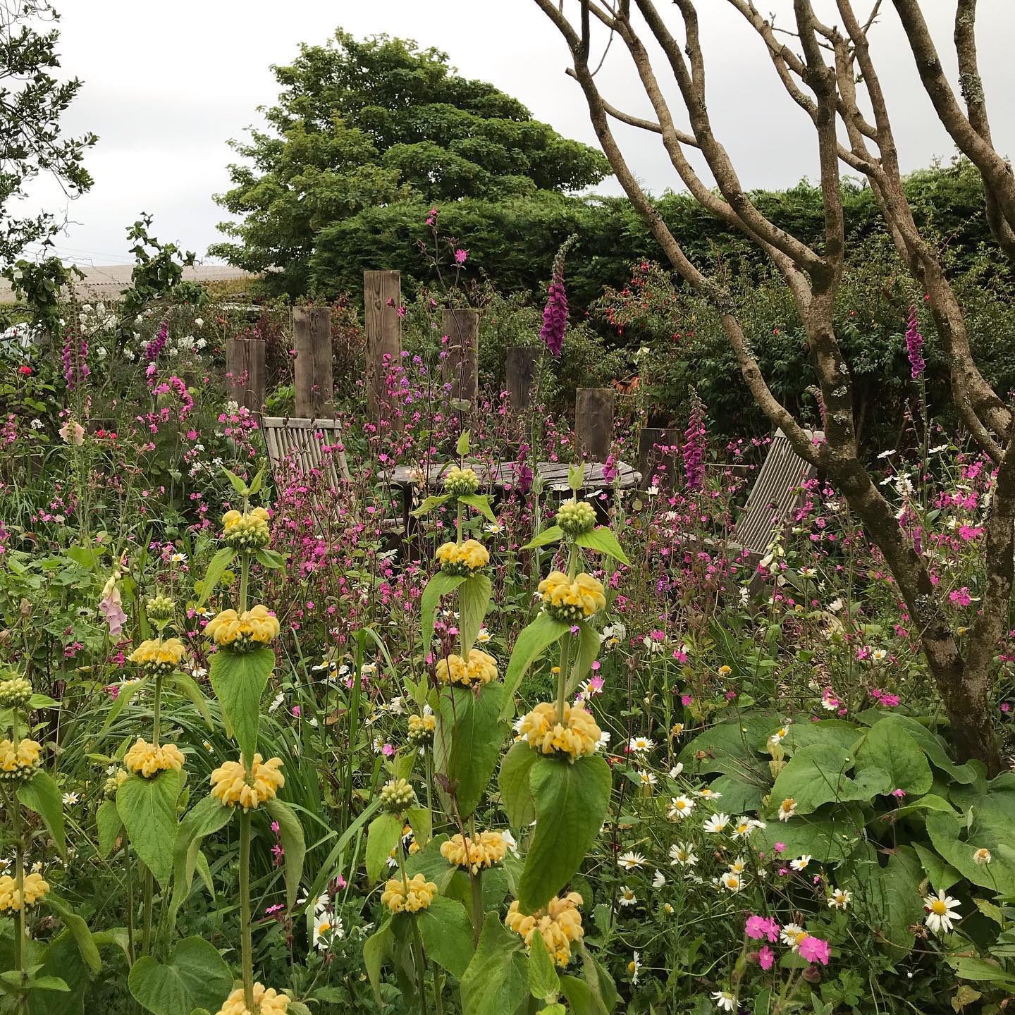 Seeding Wildflowers Into An Edible Forest Garden