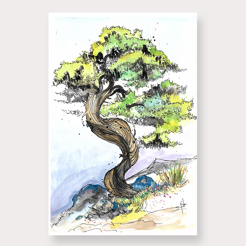 Juniper Tree Art Juniper Tree Drawing Images Free Download On