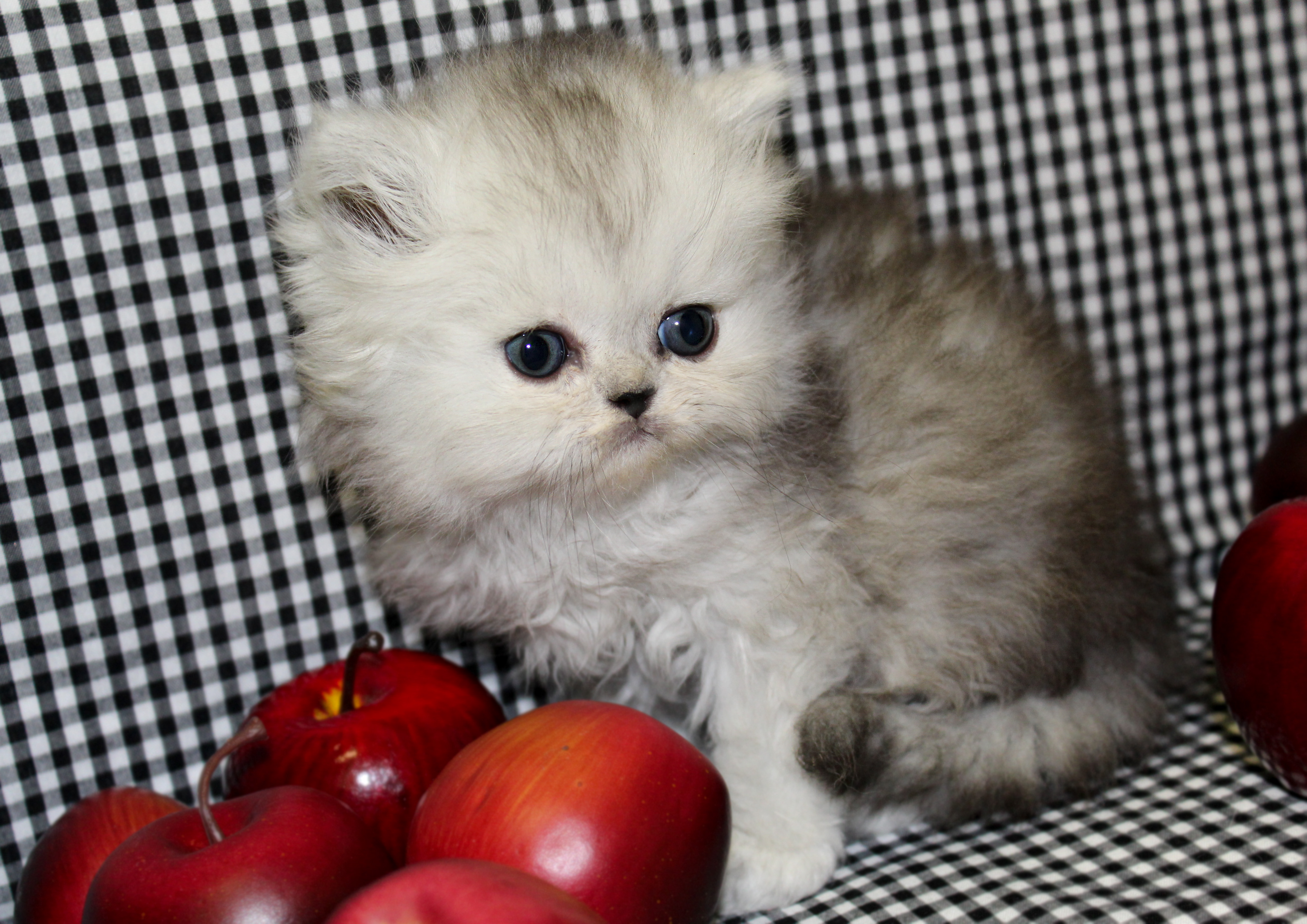 Past Kittens | Beautiful Persian Kittens For Sale in North Texas
