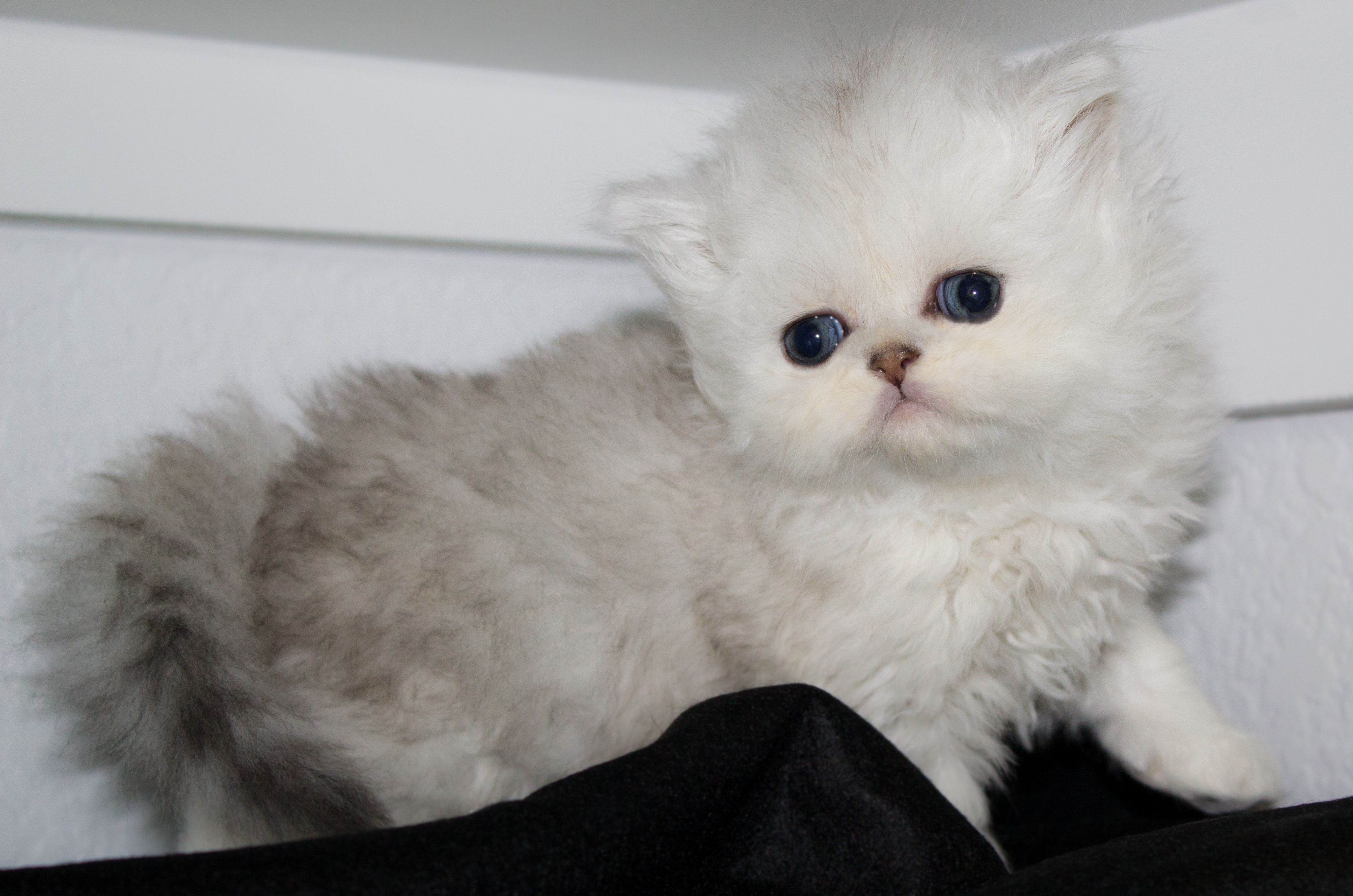 Past Kittens | Beautiful Persian Kittens For Sale in North Texas