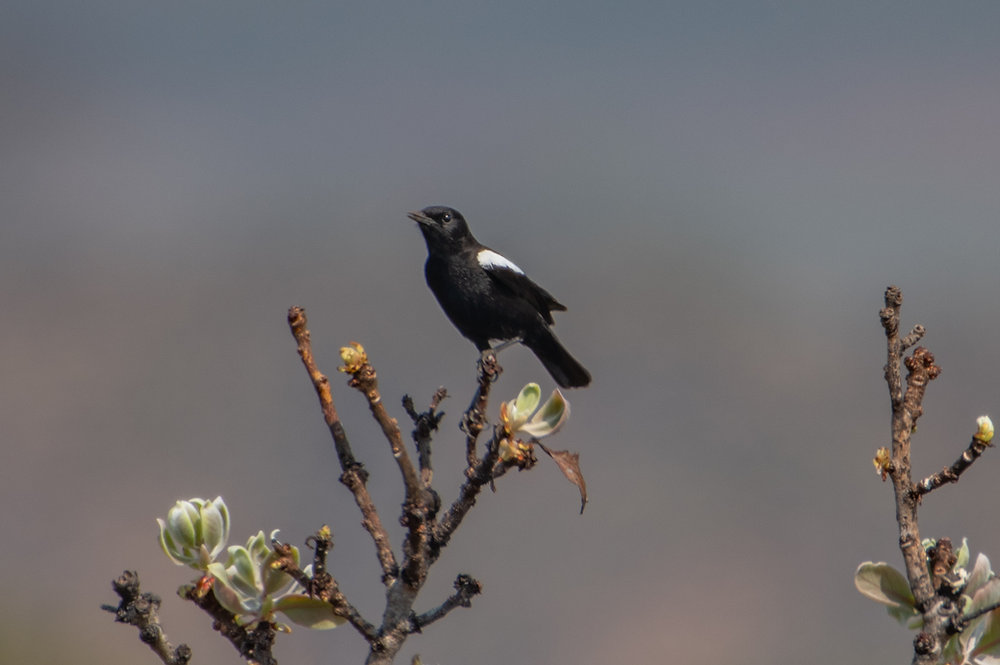 The Sooty Chat: A Grassland Sentinel of Upemba