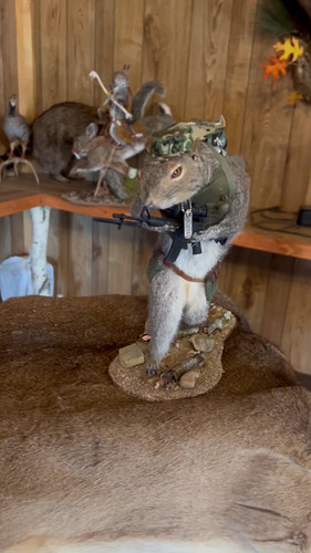 Combat Squirrel | Daka Taidermy Novelt