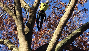 Tree Service Columbus | Westerville | Boyd Bros. Tree Care