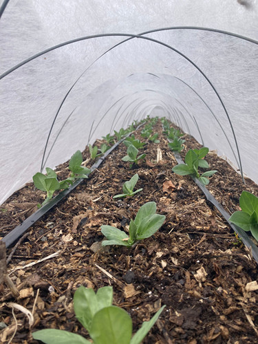 Row Cover Kit | Fixed Vegetables and Seed