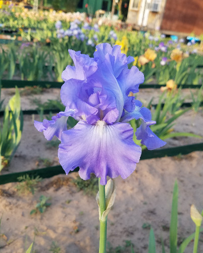 Victoria Falls (Schreiner 1997) | Rising Star Iris