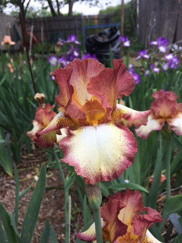 Cinnamon Girl (Schreiner, 1987) | Rising Star Iris