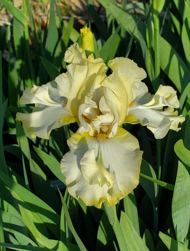 Purr Form Mints (Burseen, 2006) | Rising Star Iris