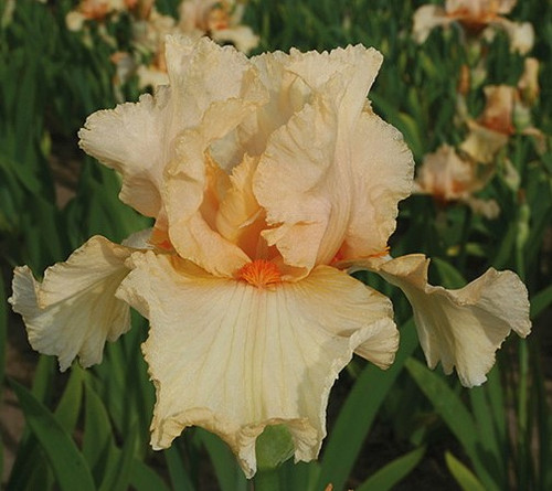 Dorothy Devenport (Nichols, 2003) | Rising Star Iris
