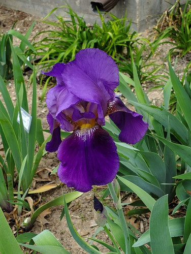 William A Setchell (Brehm, 1938) | Rising Star Iris