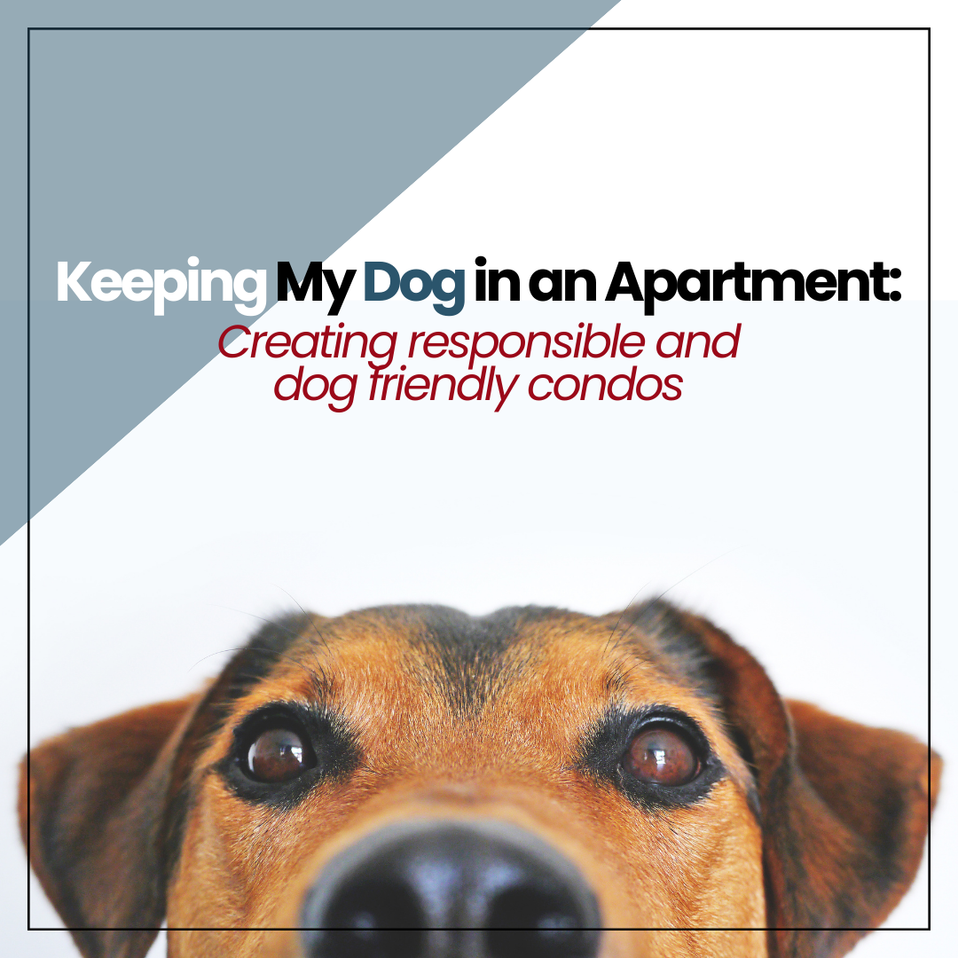 Keeping My Dog in an Apartment: Creating responsible and dog friendly ...