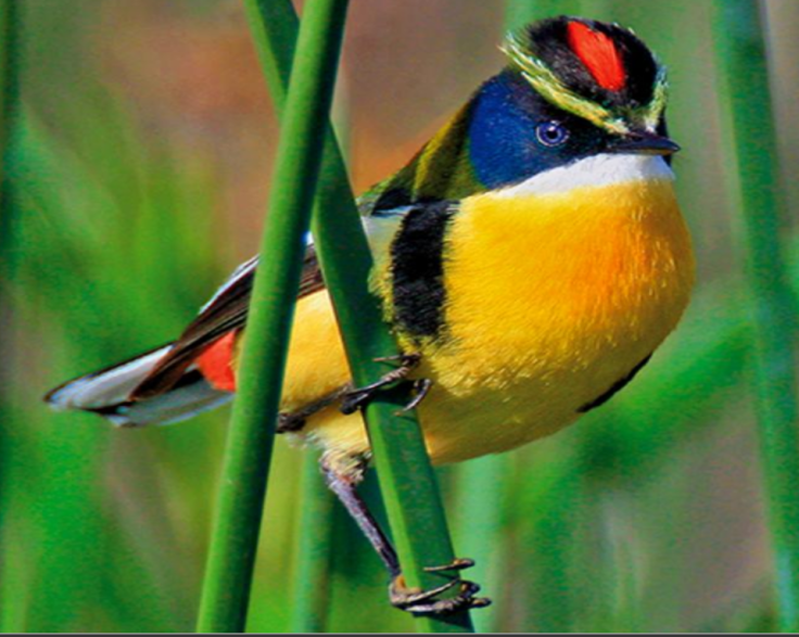 Aves