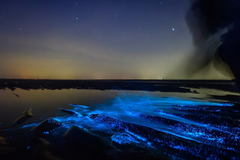 The Magic of Bioluminescence: Explore the Glowing Waters of Florida