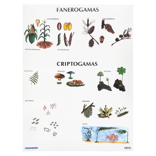 Póster fanerógamas y criptógamas dsc | Educatodo Colima