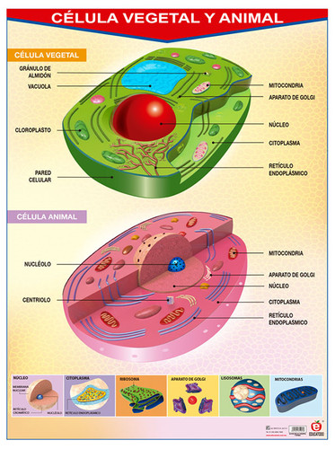 Póster célula vegetal y animal | Educatodo Colima