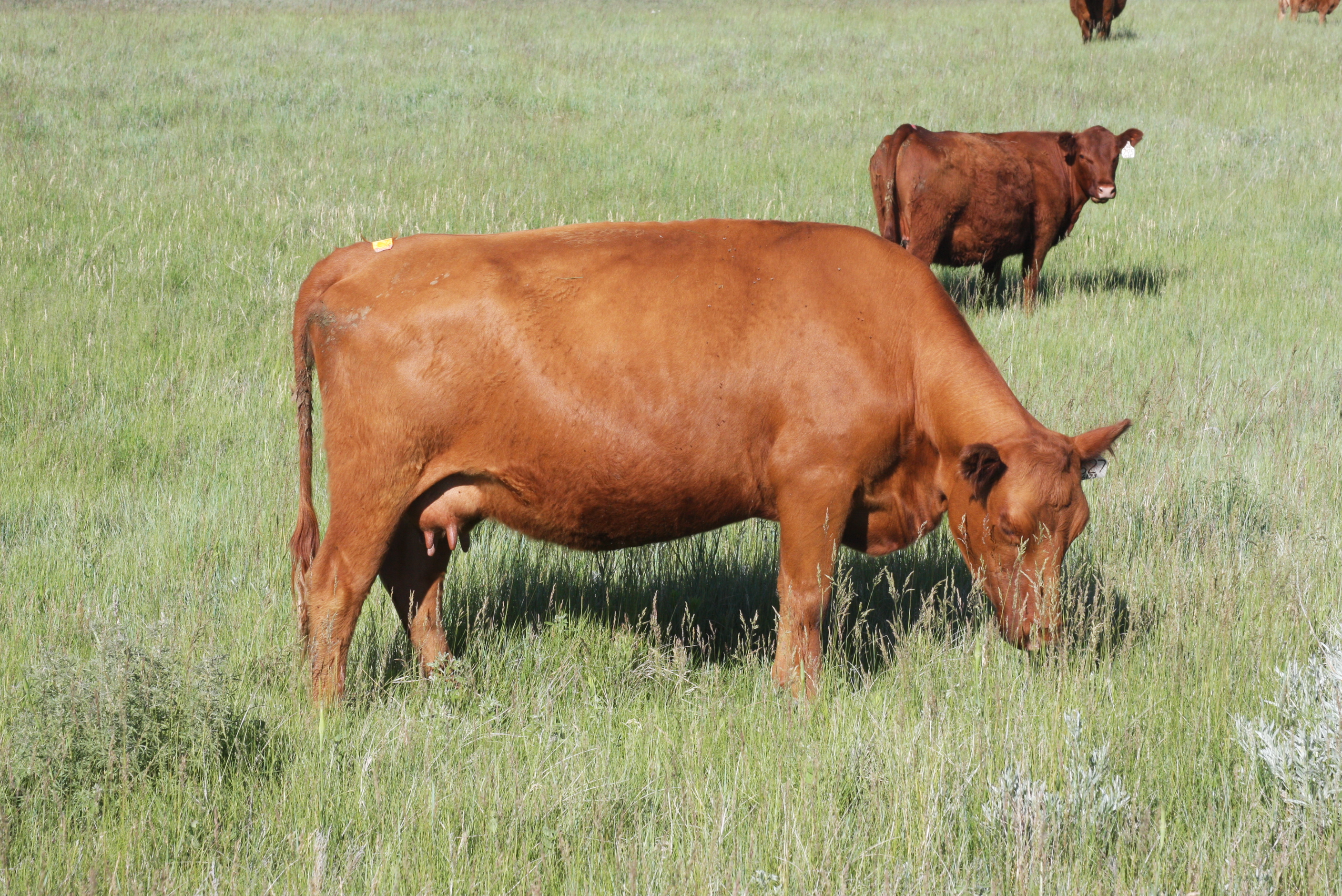 Cows | heartrivergenetics