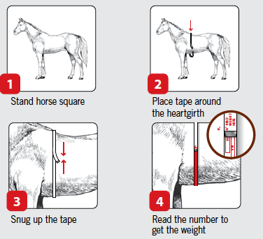Body Condition Scoring Your Horse