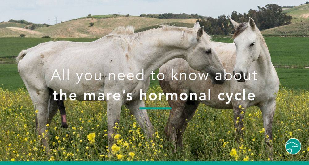 5 Things to Know About the Mare’s Heat Cycle