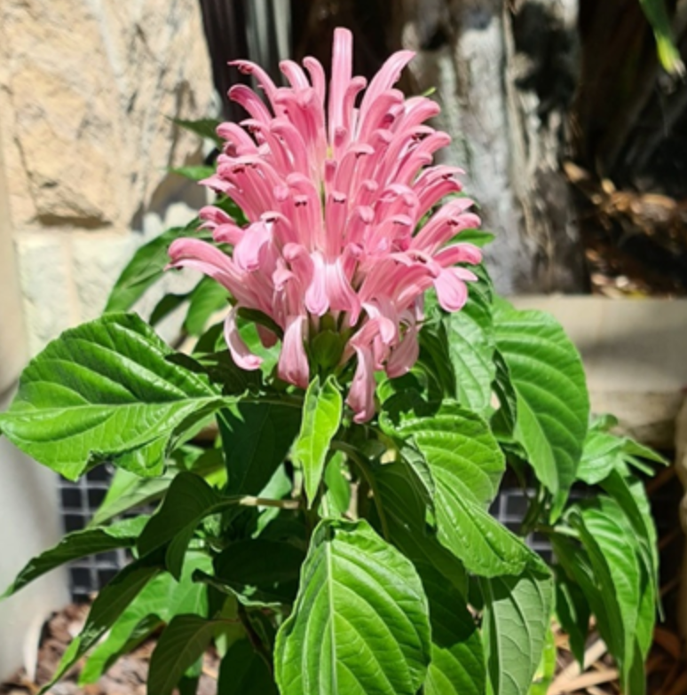 Landscape Plant of the Month Justica carnea syn. Jacobina carnea- ‘Pink’