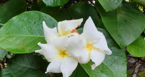 Landscape Plant of the Month The Climbing Frangipani: Chonemorpha fragrans