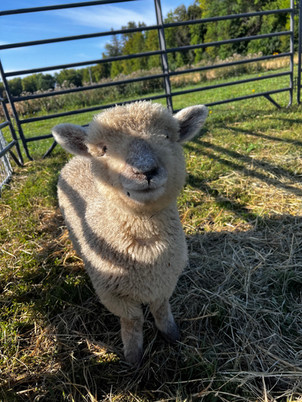 Gallery | Willow Dunn Ranch