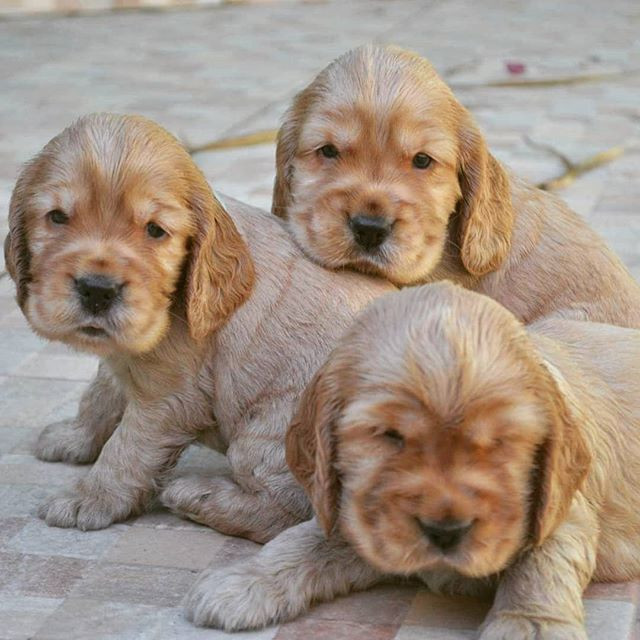 Filhote de Cocker Spaniel Ingês | Aldersgate Cockers | Brasil