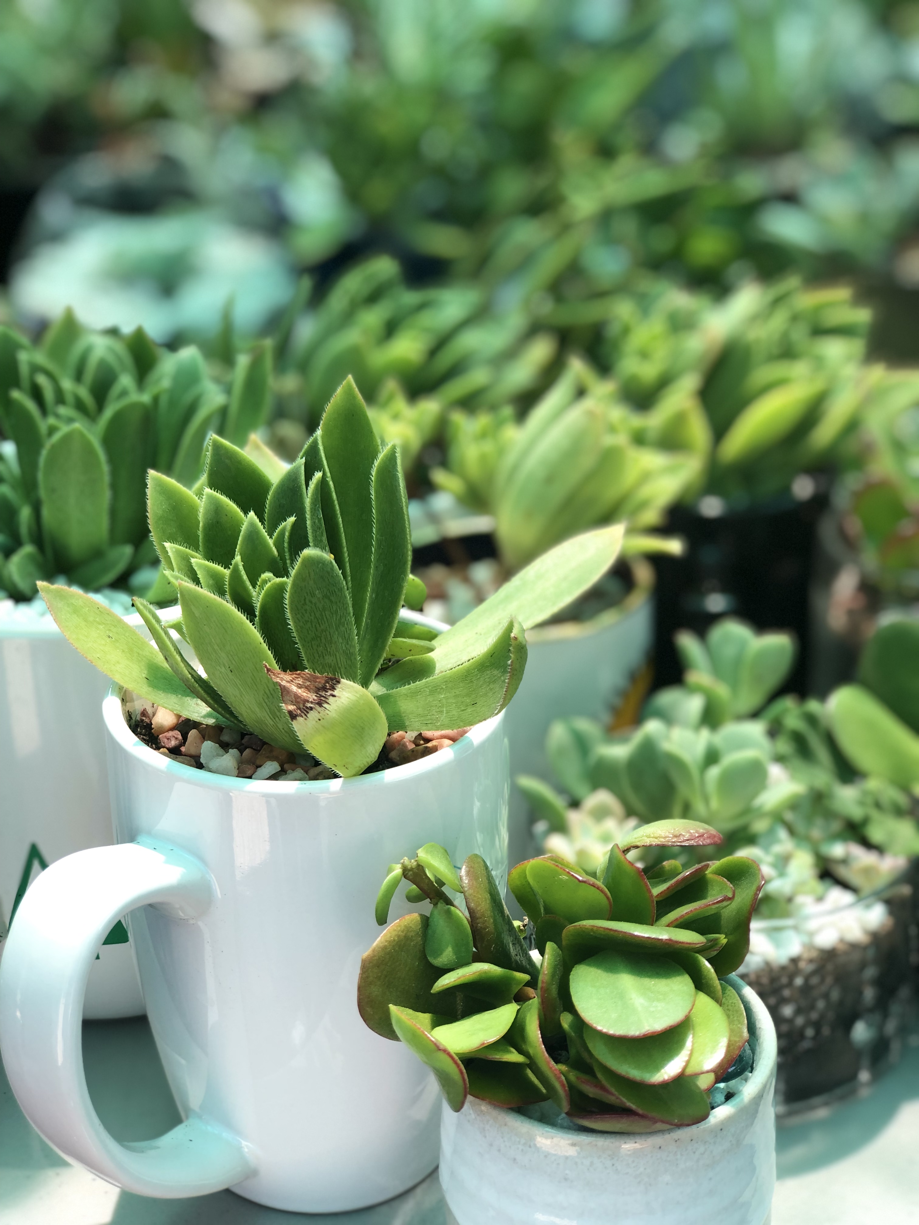 ホーム | NPO| Nalc USA アメリカ Npo | Nalcusa ナルクNPO | Nal USA 日系ボランティア ポイント ロスアンジェルス