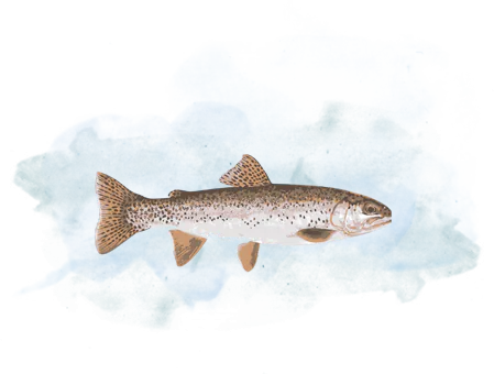 Productos | Salmon Trout Group