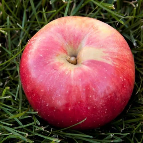 Fireside Apple Scionwood | Grysen Growers