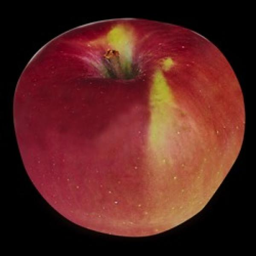 Red Spy Apple Scionwood | Grysen Growers