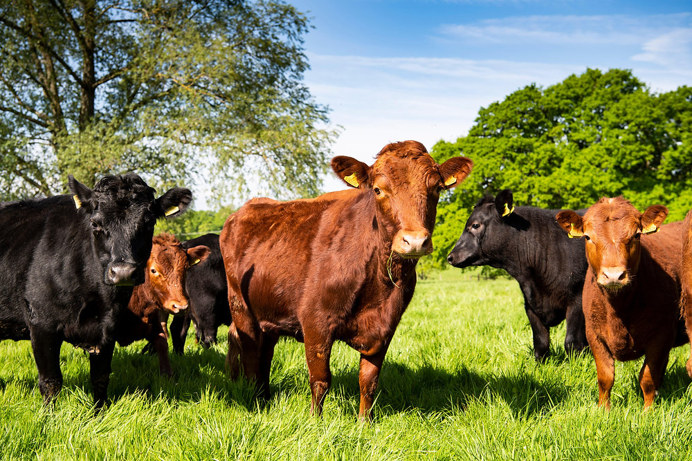 Introducing Dexter Cattle