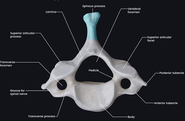 Cervical Vertebrae Anatomy C7