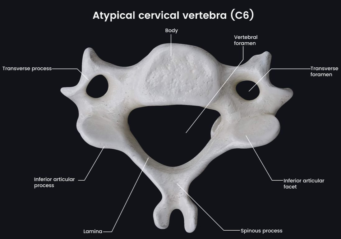Understanding the C6 Vertebra and Its Impact on Neck and Thyroid Health