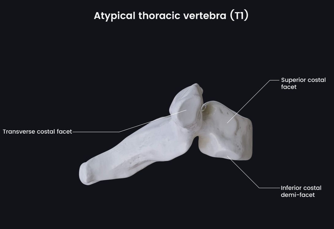 Understanding the T1 Vertebra and Its Impact on Arm and Respiratory Health