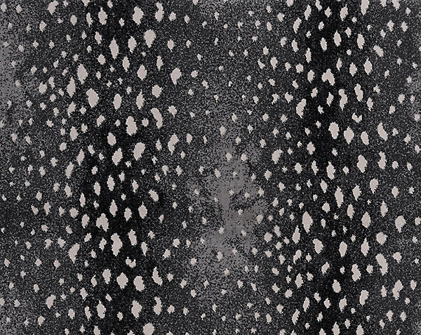 How to Use Animal Print Carpet in Your Home